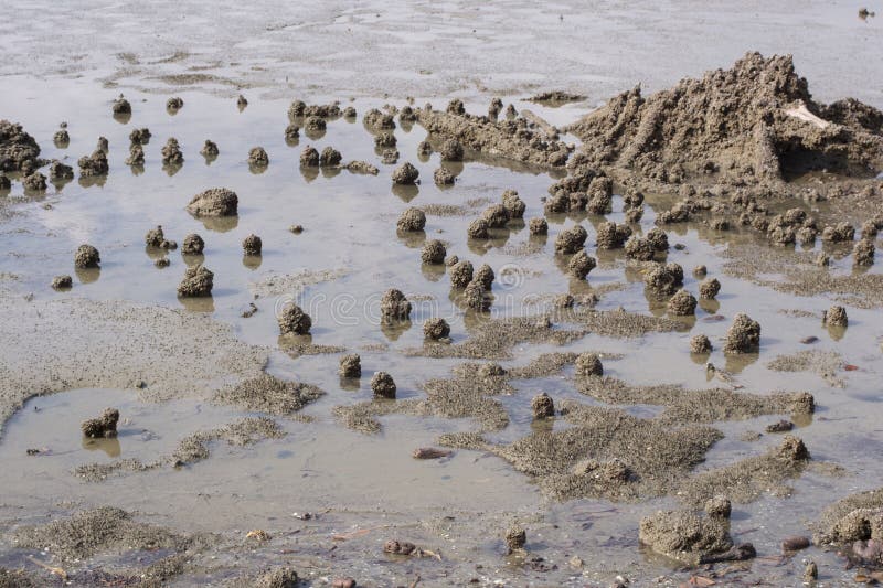Image of the Swampy Mud Beach Environment at the Low-tide Beach. Stock ...