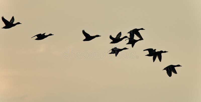 Image of a Swarm of Ducks Flying in the Sky Stock Photo - Image of ...
