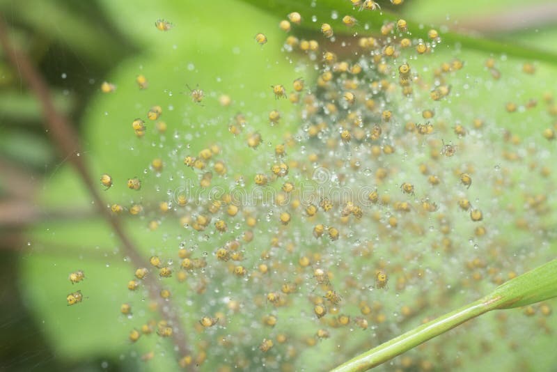 Swarm of Little Babies Spider Tangled on the Wet Spider Web. Stock ...