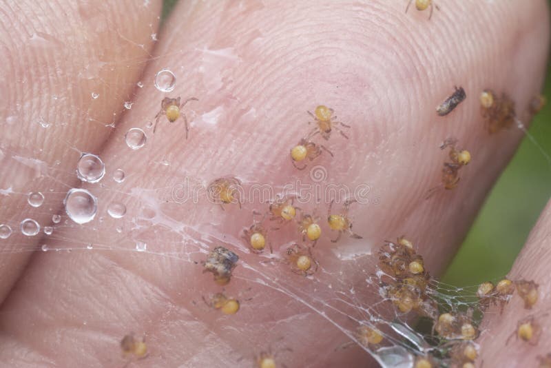Swarm of Little Babies Spider Tangled on the Wet Spider Web. Stock ...