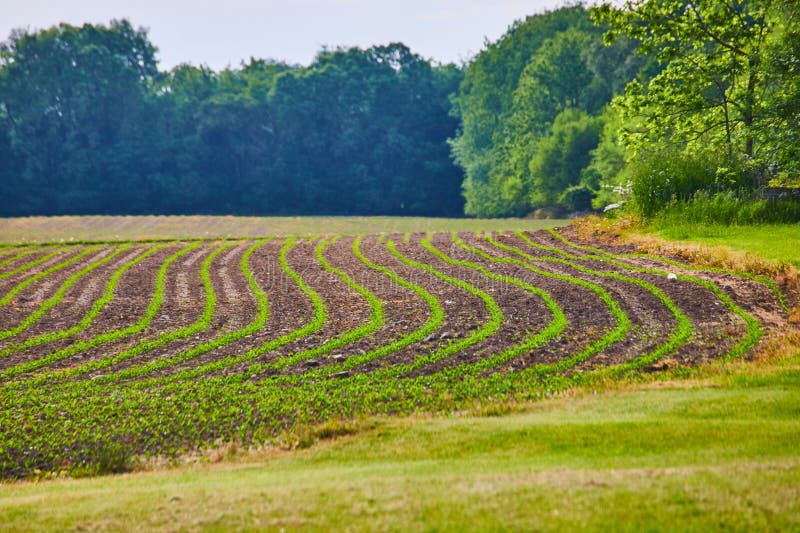 Swerving Path of Young Budding Crop in Farmers Field with Clean Dirt ...