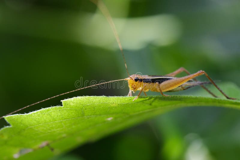 Image of Swordtail Cricket & X28;Trigonidiidae& X29; Stock Image ...