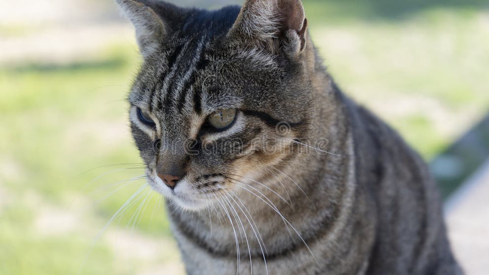 Image of a Tabby Cat Looking at Infinity Stock Photo - Image of ...