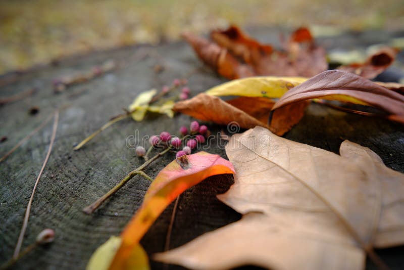 Fall Leaves. Autmn stock photo. Image of mountain, season - 261814058