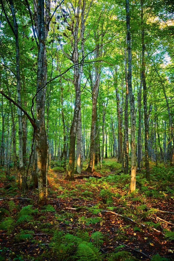 Tall and Thin Trees in a Sparse Green Forest Peaceful Stock Photo ...