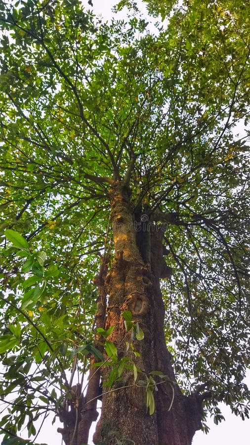 Image of Tall Tree Shoot from Below Stock Photo - Image of shrub, grove ...