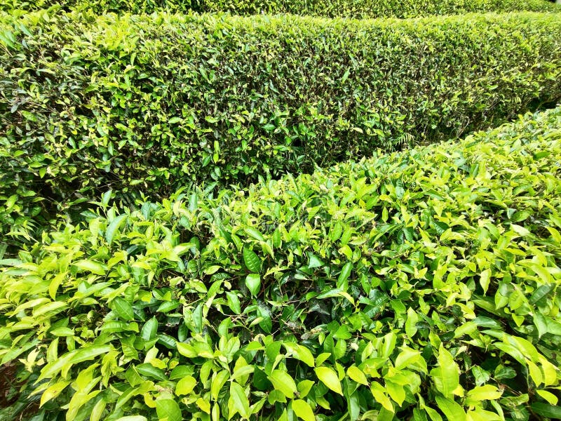 Image of Tea Leaves are Common Agricultural Object in West Java ...
