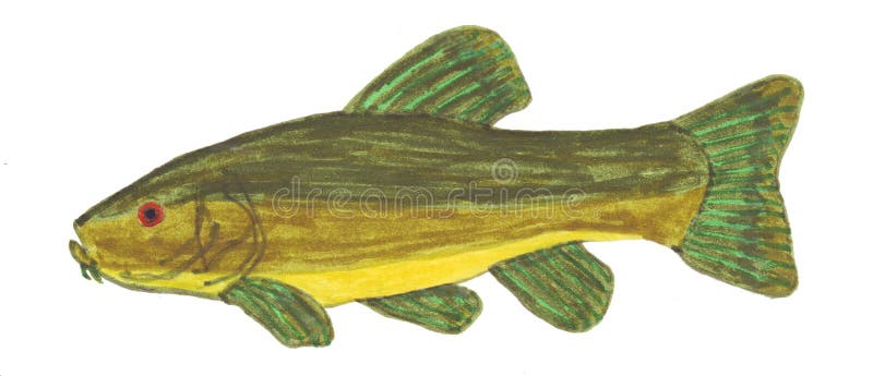 Tench Stock Illustrations – 207 Tench Stock Illustrations, Vectors ...