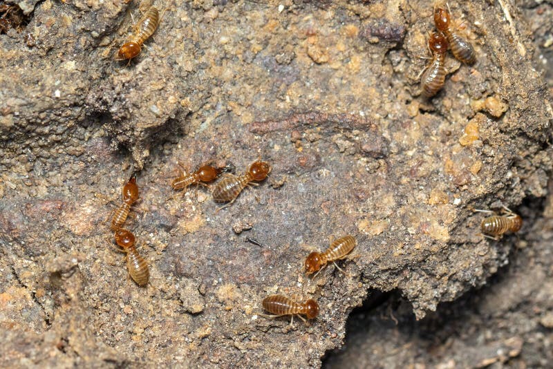 Image of Termites are on the Ground. Insect Stock Image - Image of ...