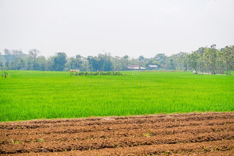Terraced Rice Fields in the Mountains Stock Photo - Image of field ...