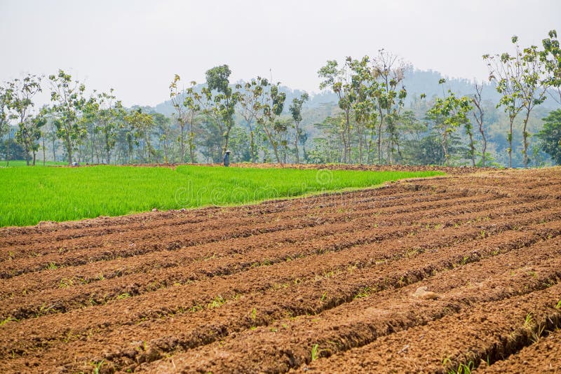 Terraced Rice Fields in the Mountains Stock Photo - Image of ingrie ...