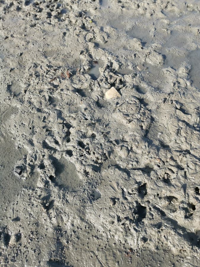 Texture of the Muddy Swamp Surface Stock Image - Image of ecology ...