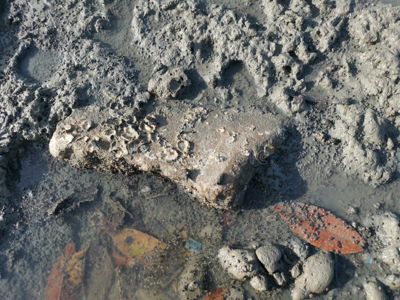Texture of the Muddy Swamp Surface Stock Image - Image of rock ...