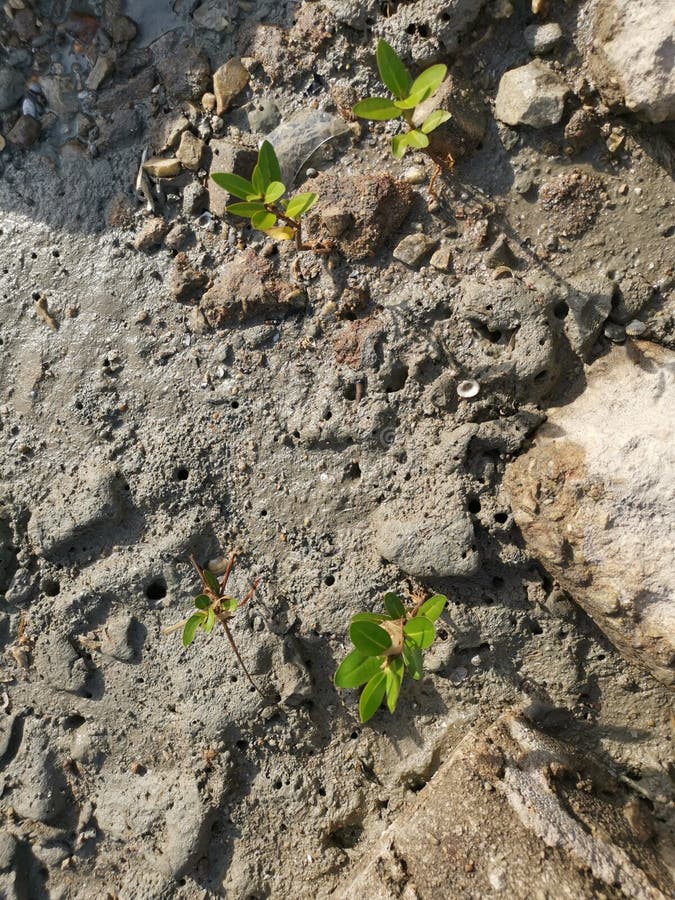Texture of the Muddy Swamp Surface Stock Photo - Image of marsh, earth ...