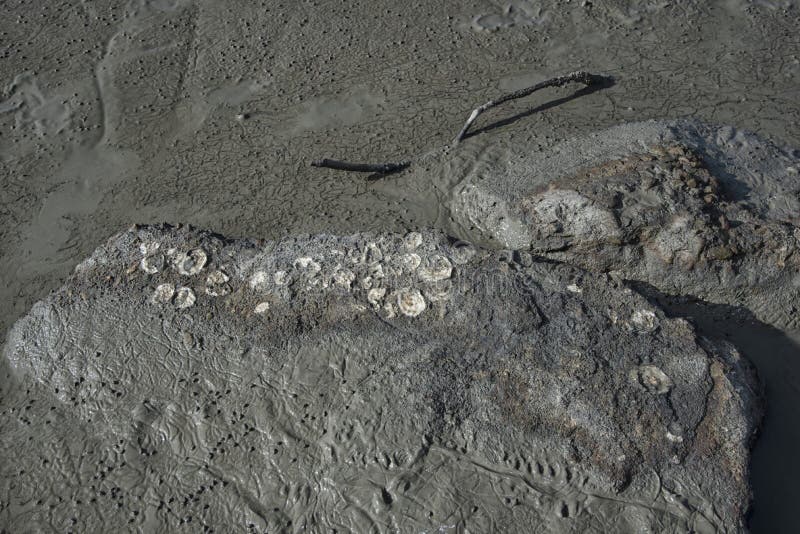 Texture of the Muddy Swamp Surface Stock Image - Image of oxudercidae ...