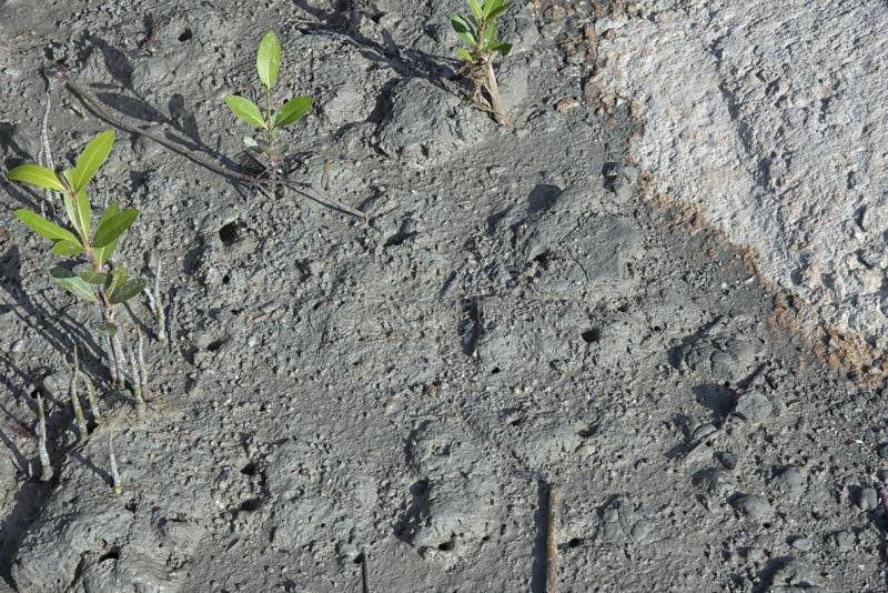 Texture of the Muddy Swamp Surface Stock Photo - Image of fish, hole ...