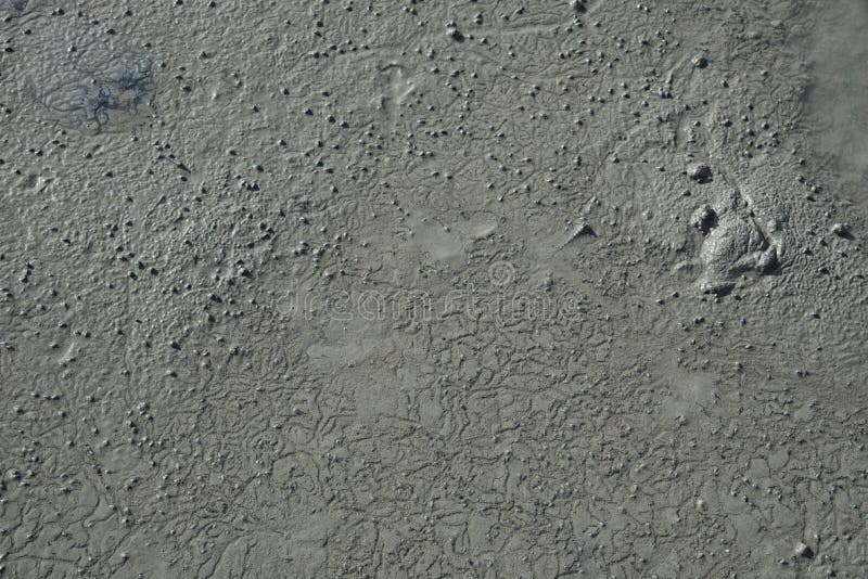 Texture of the Muddy Swamp Surface Stock Photo - Image of habitat ...