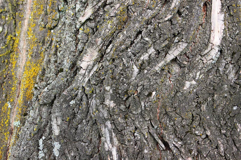 The bark of the tree. stock image. Image of wood, flooring - 334013673