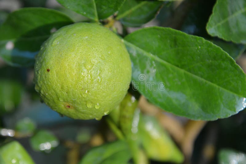 Image of Thai Green Lemon Tree Stock Image - Image of color, field ...