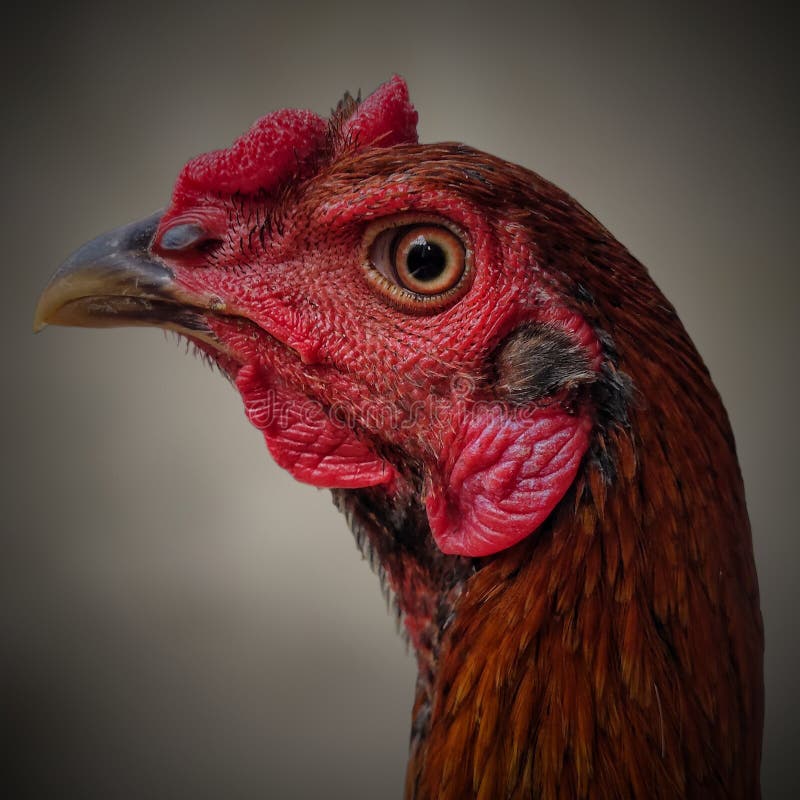 Thai Rooster Stare stock photo. Image of biology, farm - 264772826