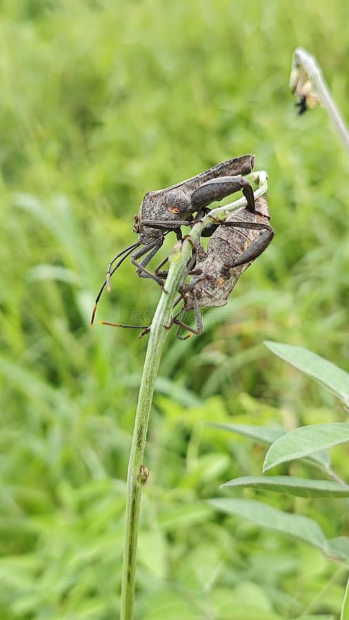 10,620 Wild Weed Tree Plant Stock Photos - Free & Royalty-Free Stock ...