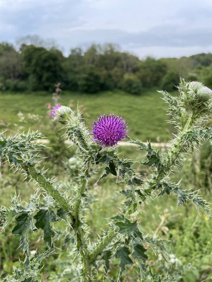 Thistles in the wild stock image. Image of countryside - 281575587