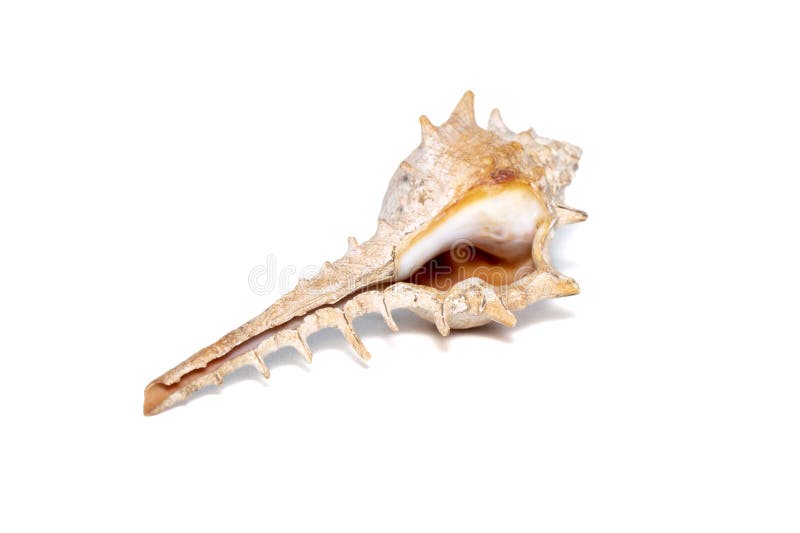 Image of Thorn Conch Shell Murex Trapa on a White Background. Undersea ...