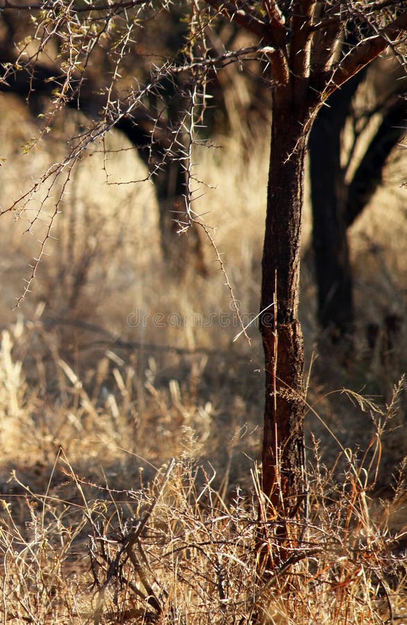 THORN TREE in OPEN WOODLAND in SOUTH AFRICAN LANDSCAPE Stock Photo ... THORN TREE in OPEN WOODLAND in SOUTH AFRICAN LANDSCAPE Stock Photo ...