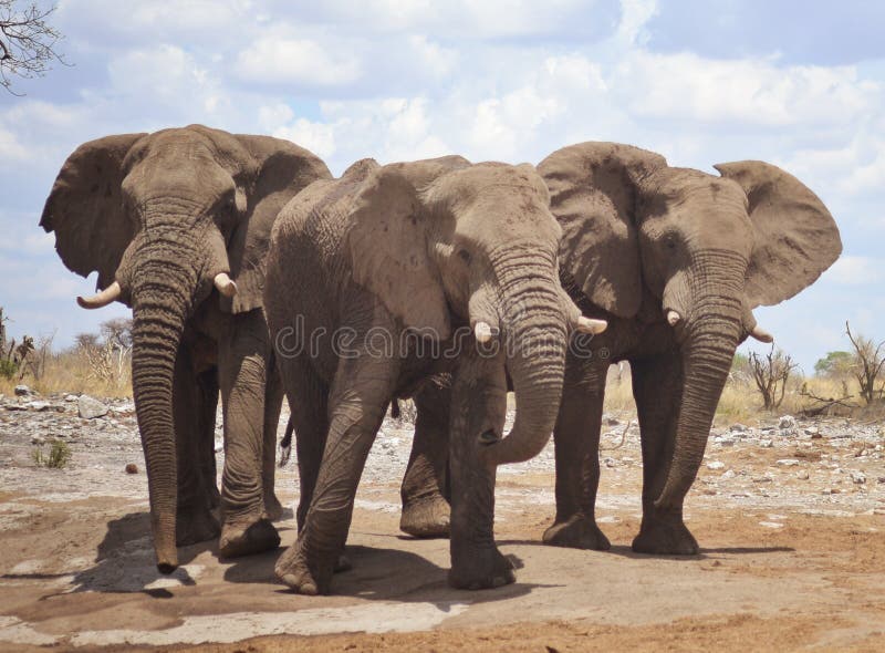 Elephants in Africa stock image. Image of savanna, wildlife - 102144929