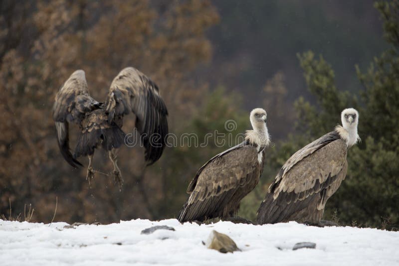 Image of Three Griffon Vultures Stock Image - Image of ornithology ...