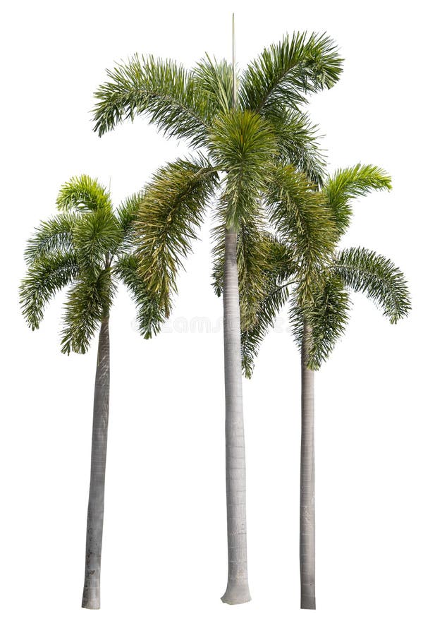 Image of Three High Palms Isolated that Ready To Use Stock Image ...