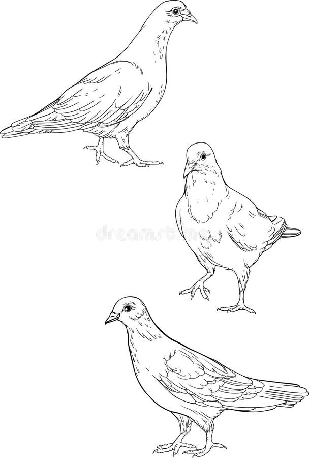 Three Isolated Pigeons. Coloring Page Stock Vector - Illustration of ...