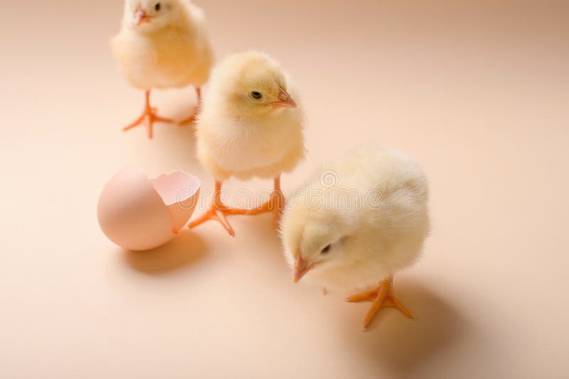 Image of Three Newborn Fluffy Fledgling Chicken Next To the Eggshell ...