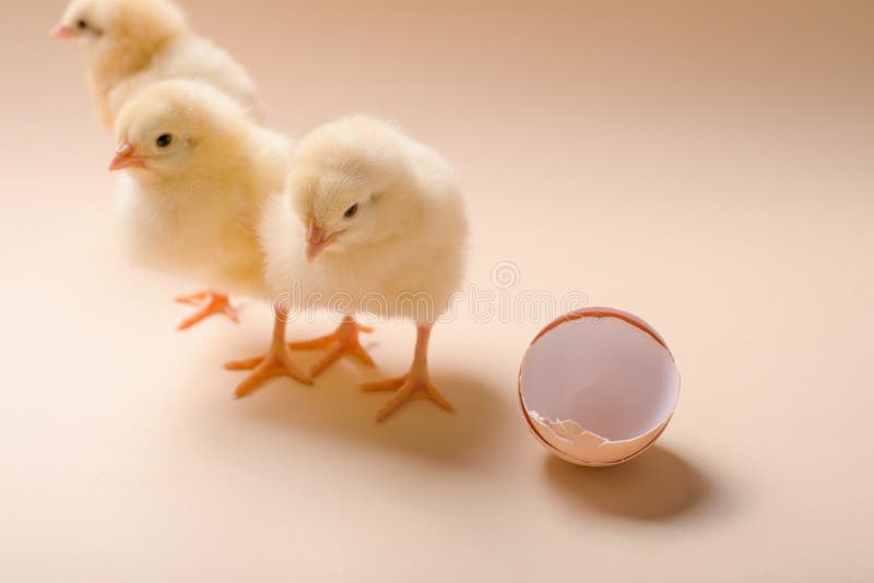 Image of Three Newborn Fluffy Fledgling Chicken Next To the Eggshell ...
