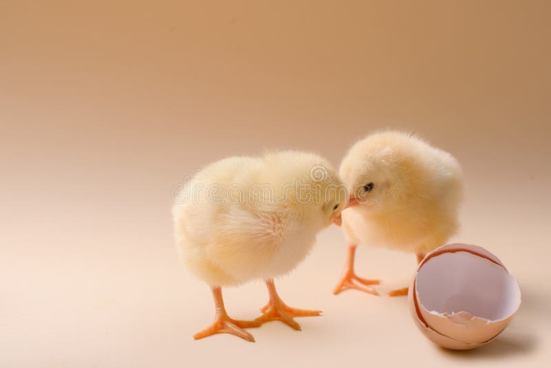 Image of Three Newborn Fluffy Fledgling Chicken Next To the Eggshell ...