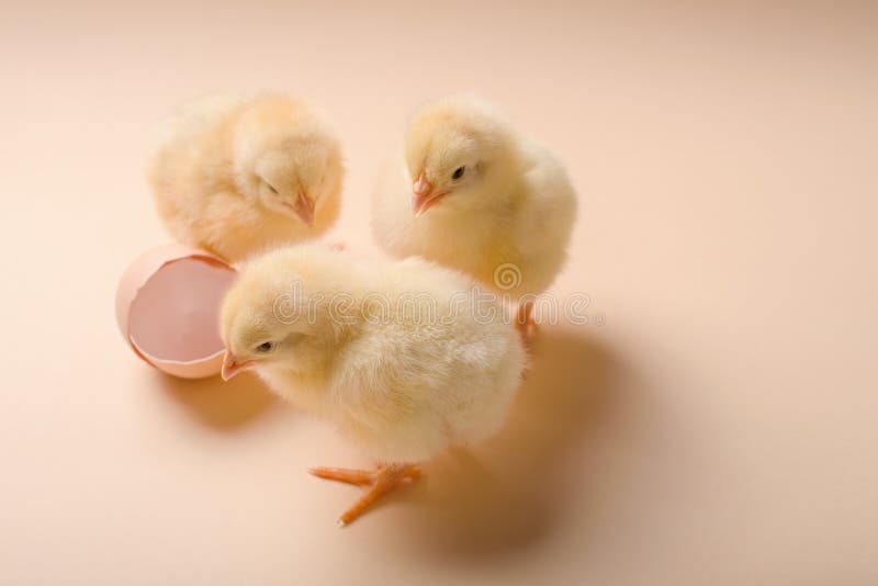 Image of Three Newborn Fluffy Fledgling Chicken Next To the Eggshell ...