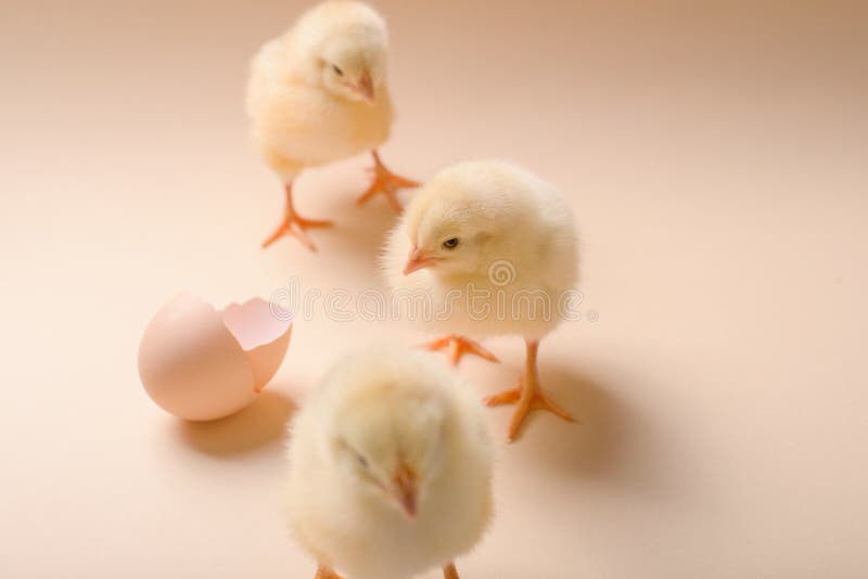 Image of Three Newborn Fluffy Fledgling Chicken Next To the Eggshell ...
