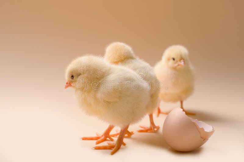 Image of Three Newborn Fluffy Fledgling Chicken Next To the Eggshell ...