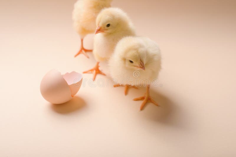Image of Three Newborn Fluffy Fledgling Chicken Next To the Eggshell ...