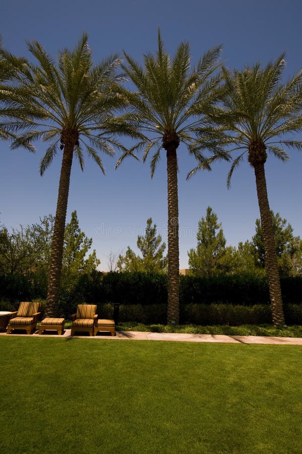 An Image of Three Plam Trees Stock Image - Image of beautiful, mood ...