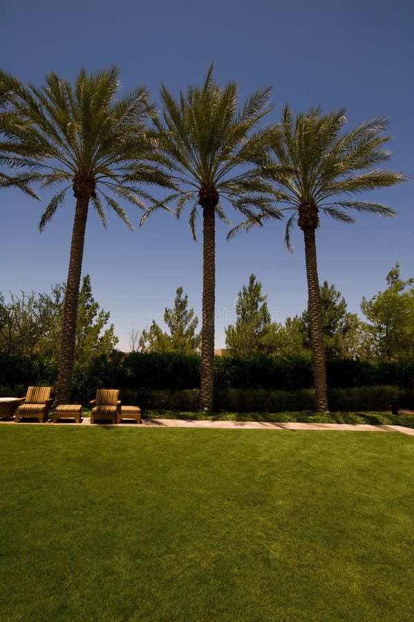 An Image of Three Plam Trees Stock Image - Image of paradise, ocean ...