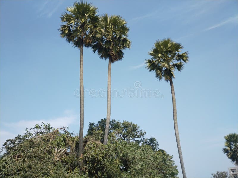 This image three trees stock photo. Image of grass, three - 209400432