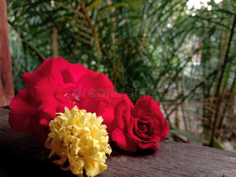 Image of Three Types of Flowers Stock Image - Image of blossom, pink ...