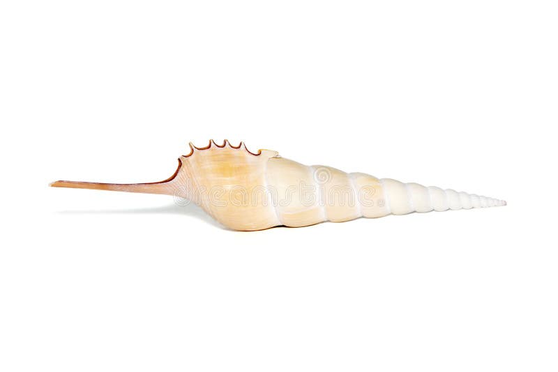 Tibia fusus stock image. Image of background, strombus - 188589837
