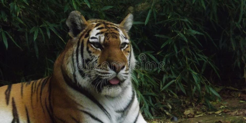 Image of a Tiger Sitting on the Gound. Stock Image - Image of park ...