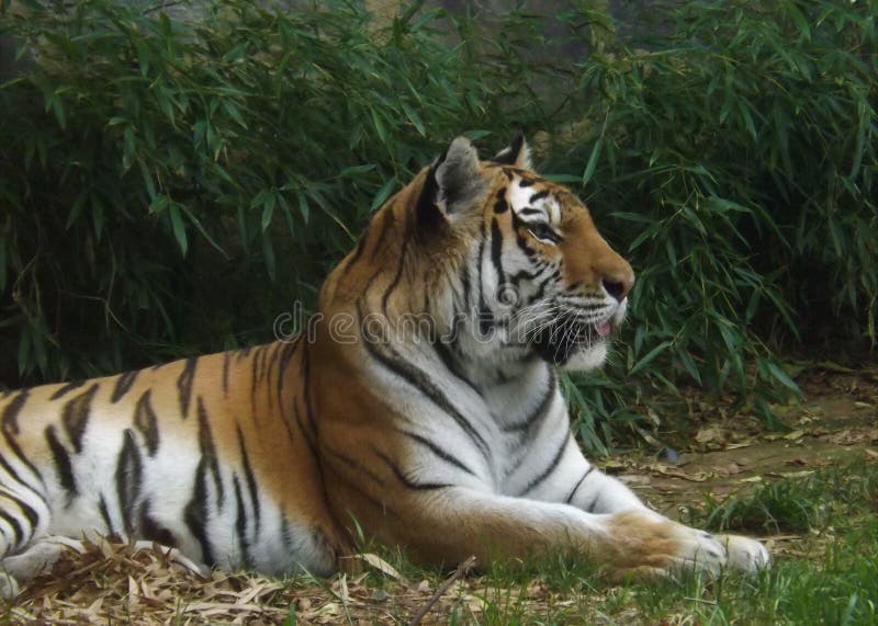 Image of a Tiger Sitting on the Gound. Stock Image - Image of hunter ...