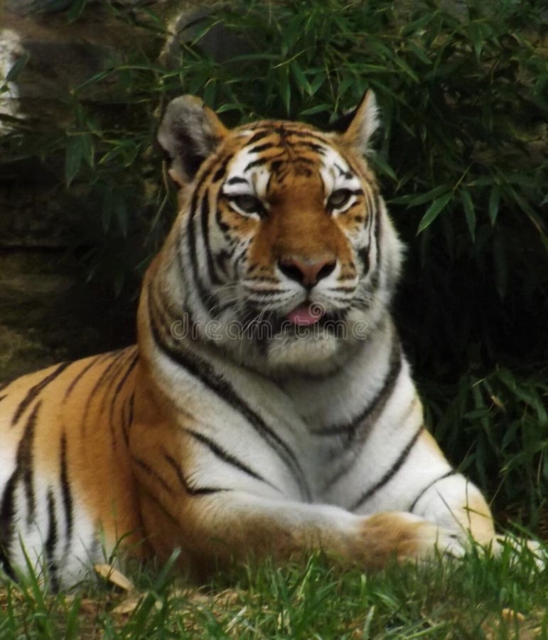 Image of a Tiger Sitting on the Gound. Stock Photo - Image of forest ...