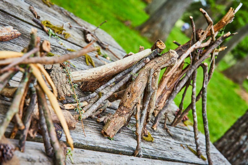 Tilted View of Picnic Table Wood in a Park with Tree Trunks Covered in ...