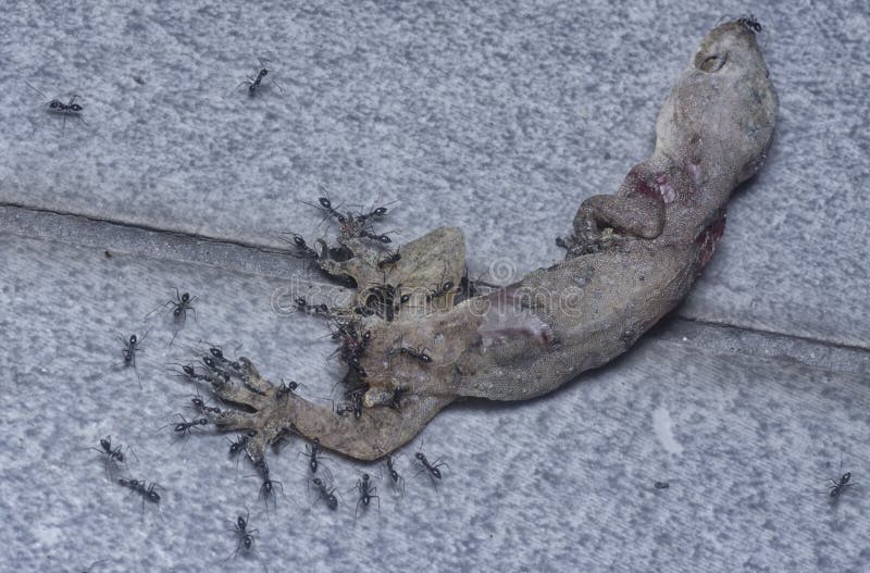 Tiny Black Pavement Ants Feeding on the Dead Lizard Stock Photo - Image ...