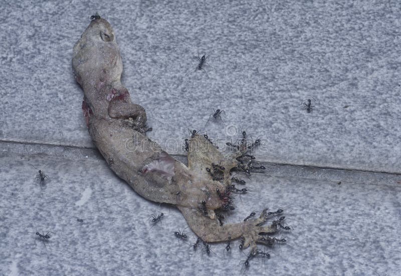 Tiny Black Pavement Ants Feeding on the Dead Lizard Stock Photo - Image ...
